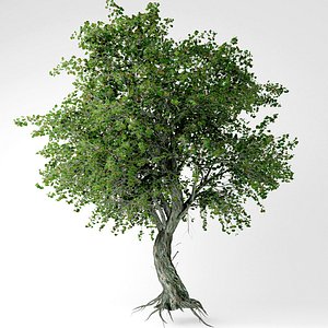 Deciduous Tree 3D Models for Download | TurboSquid