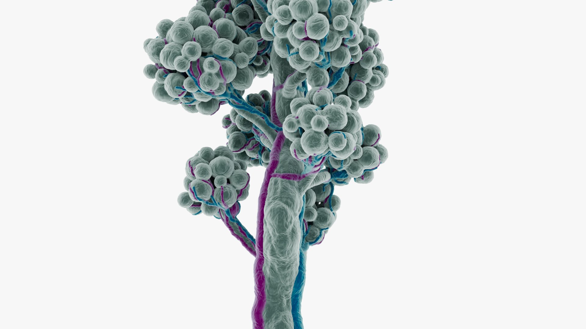 3D Model Alveoli Capillaries - TurboSquid 2238831