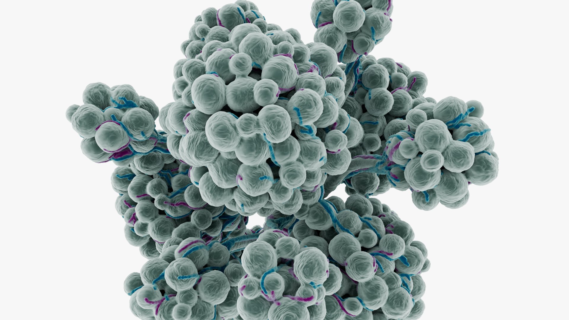 3D Model Alveoli Capillaries - TurboSquid 2238831