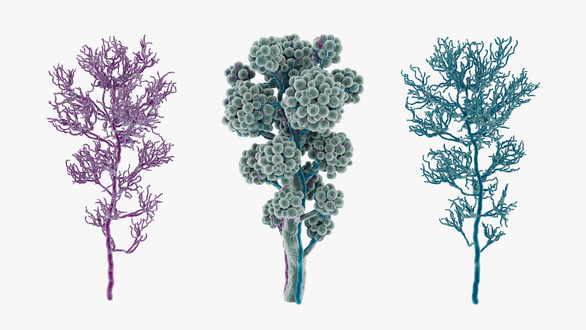 3D Model Alveoli Capillaries - TurboSquid 2238831