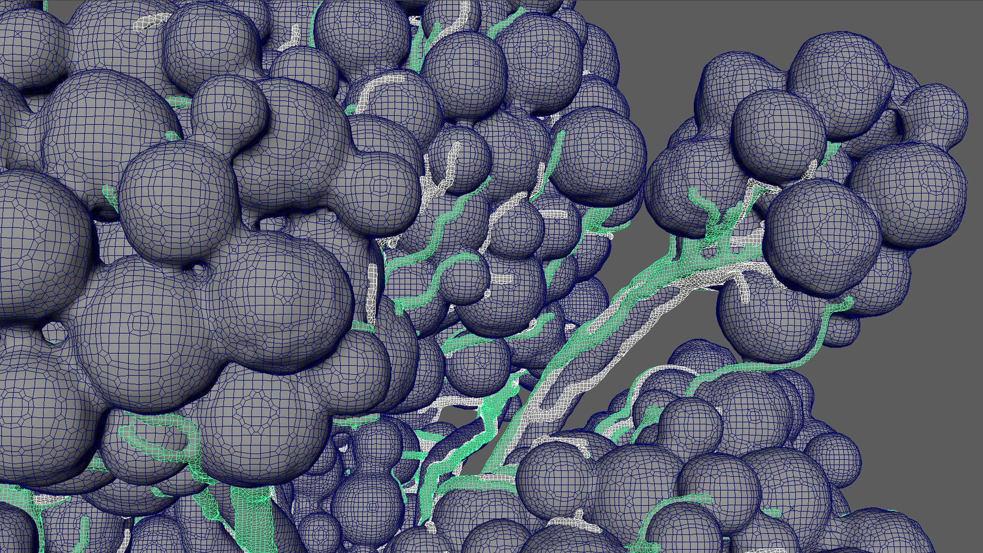 3D Model Alveoli Capillaries - TurboSquid 2238831