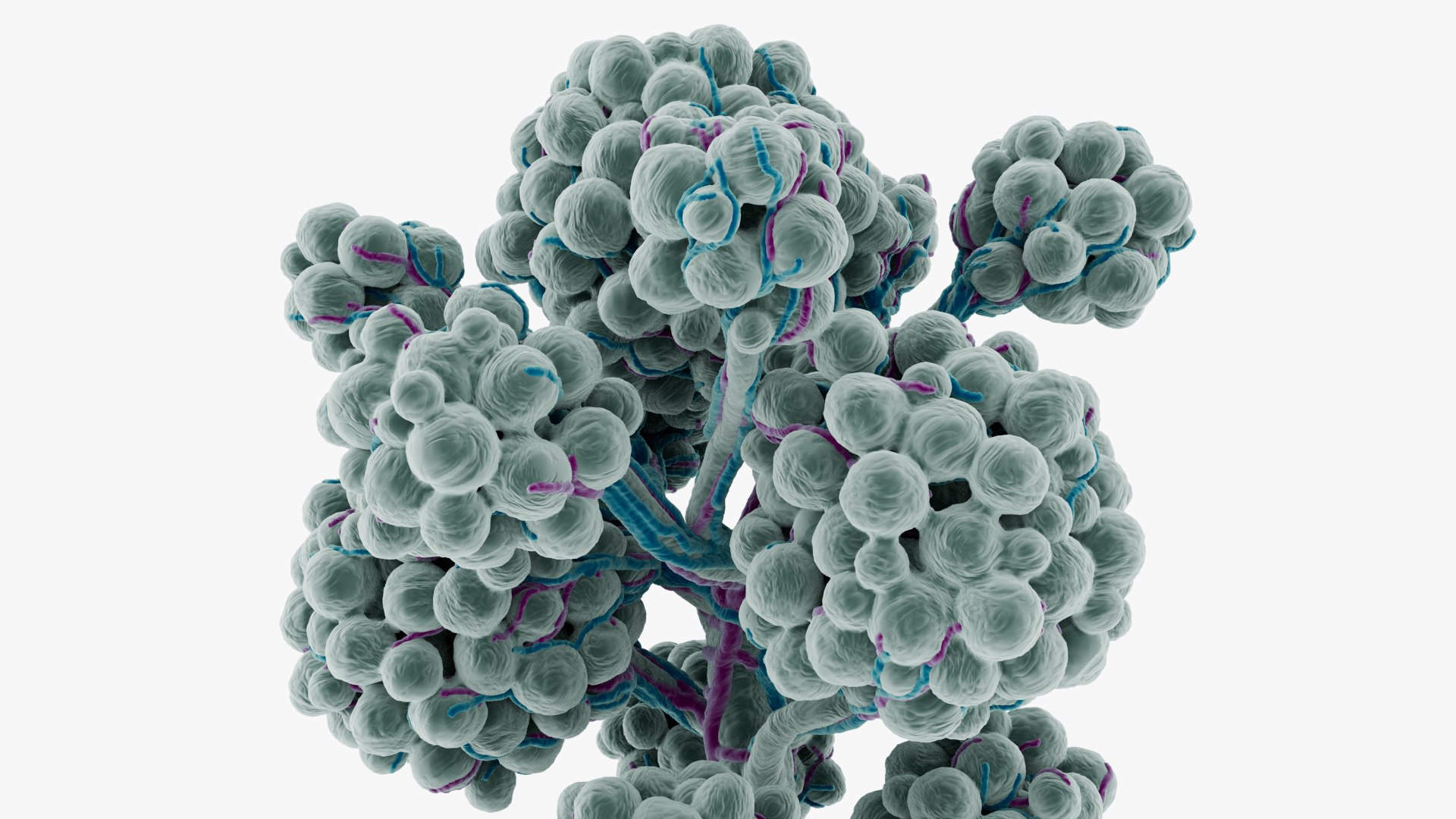 3D Model Alveoli Capillaries - TurboSquid 2238831