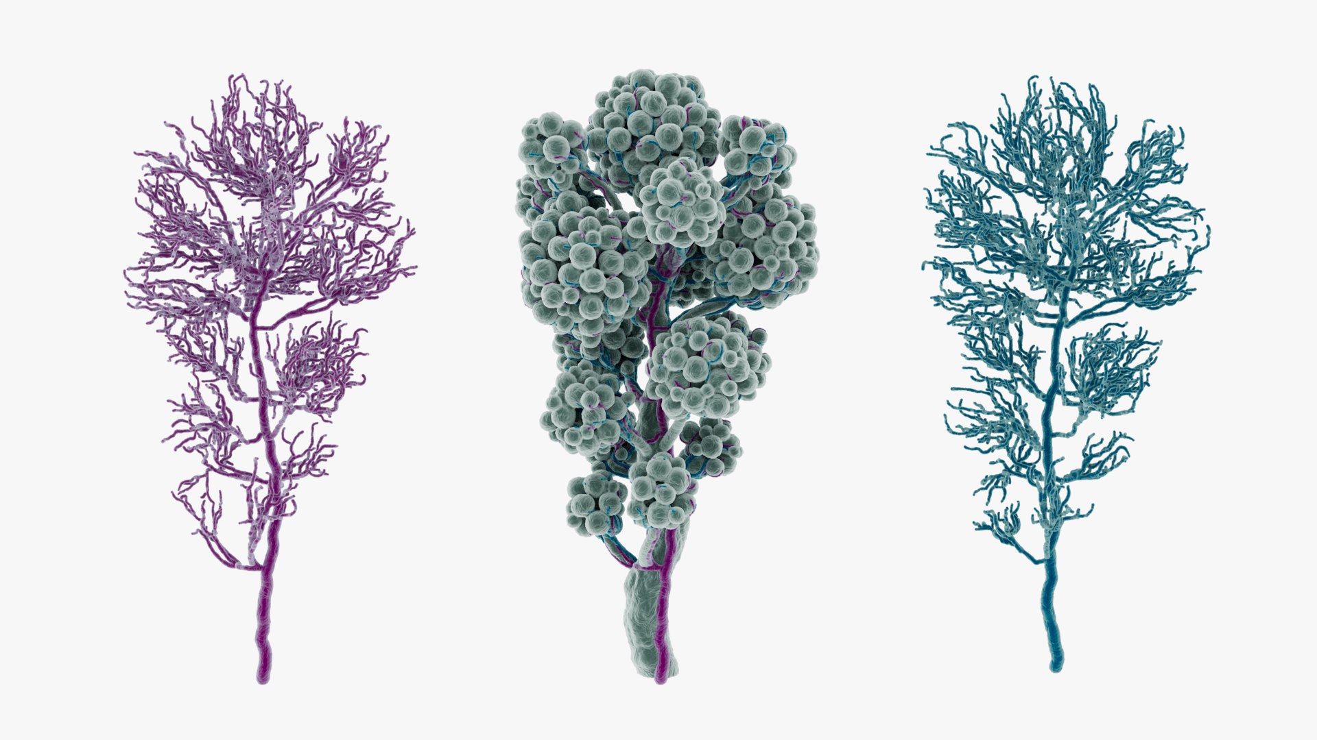 3D Model Alveoli Capillaries - TurboSquid 2238831