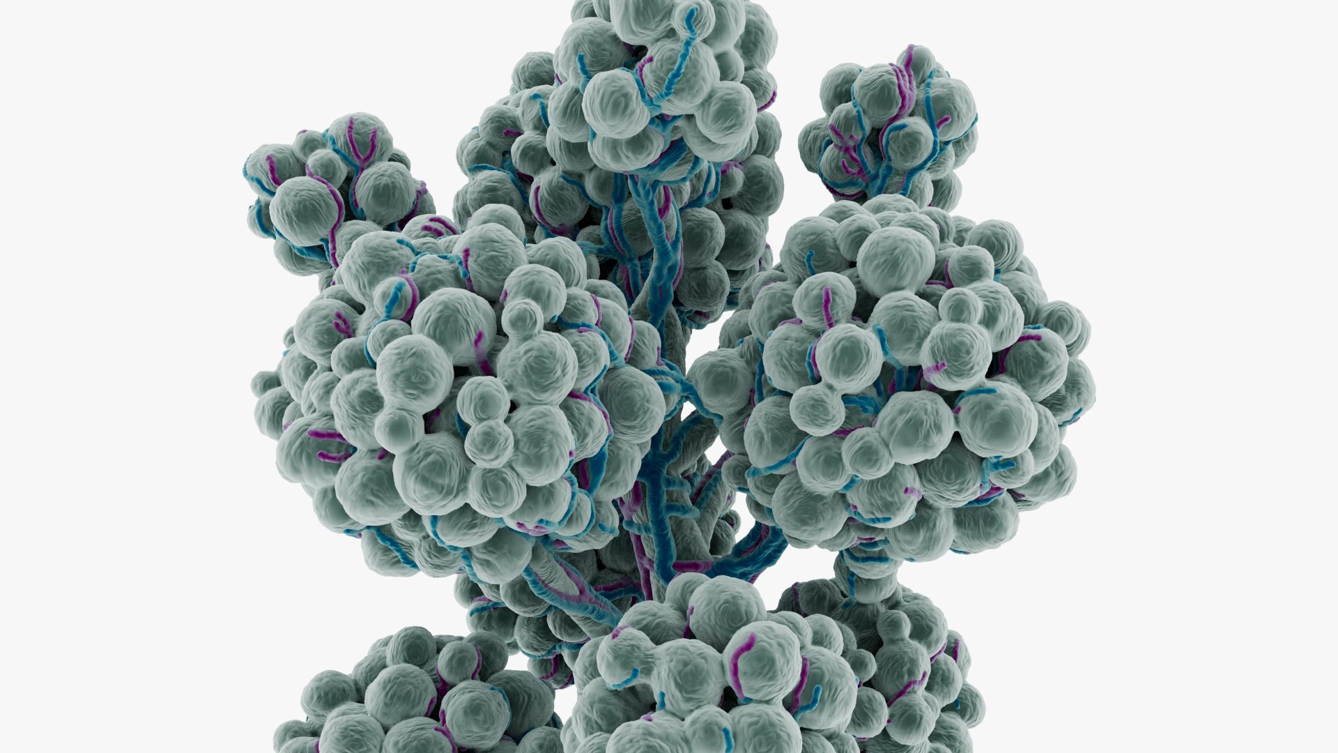 3D Model Alveoli Capillaries - TurboSquid 2238831