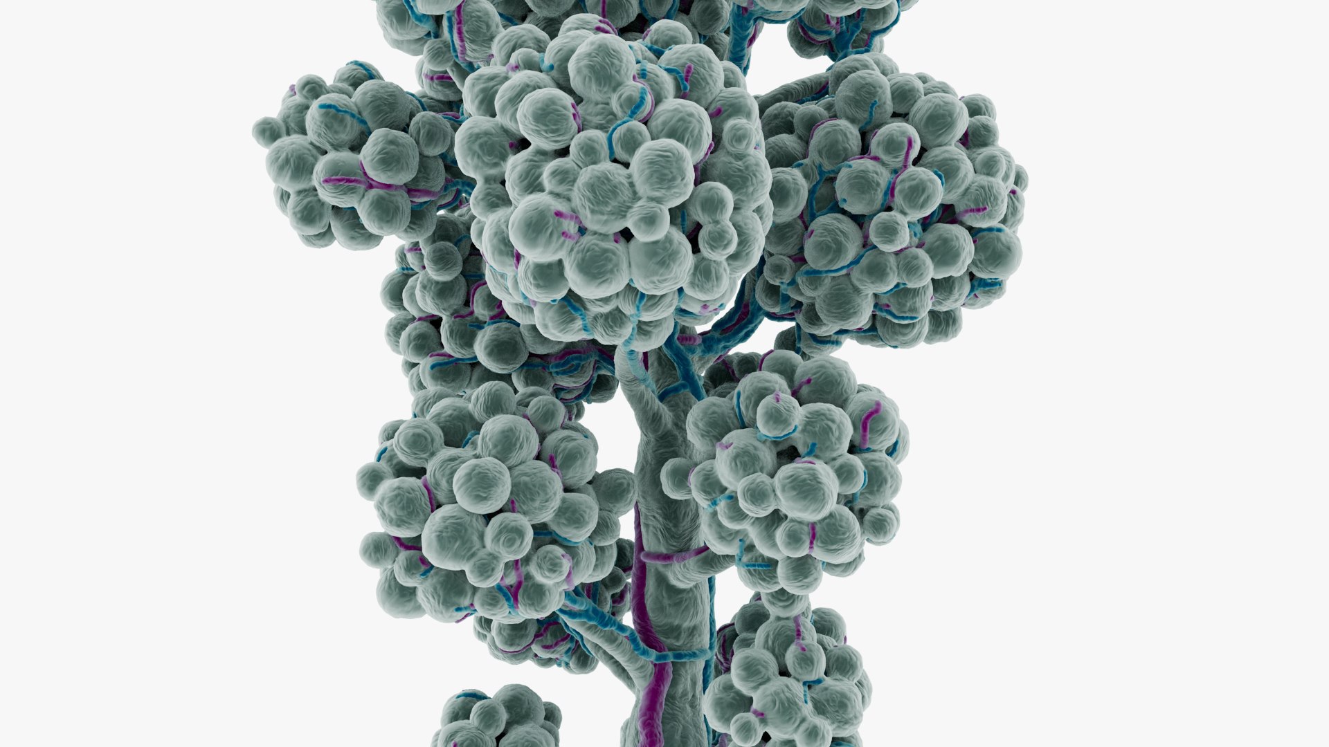 3D Model Alveoli Capillaries - TurboSquid 2238831