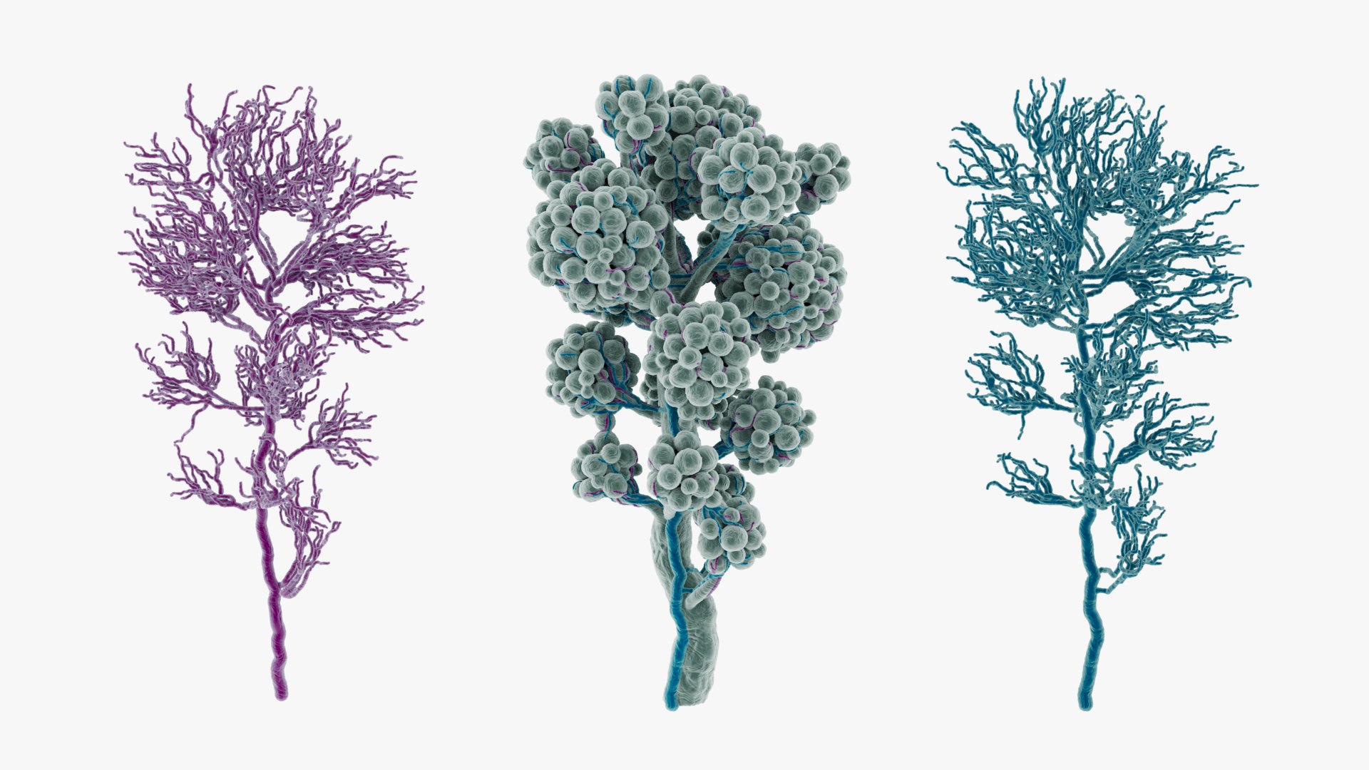 3D Model Alveoli Capillaries - TurboSquid 2238831