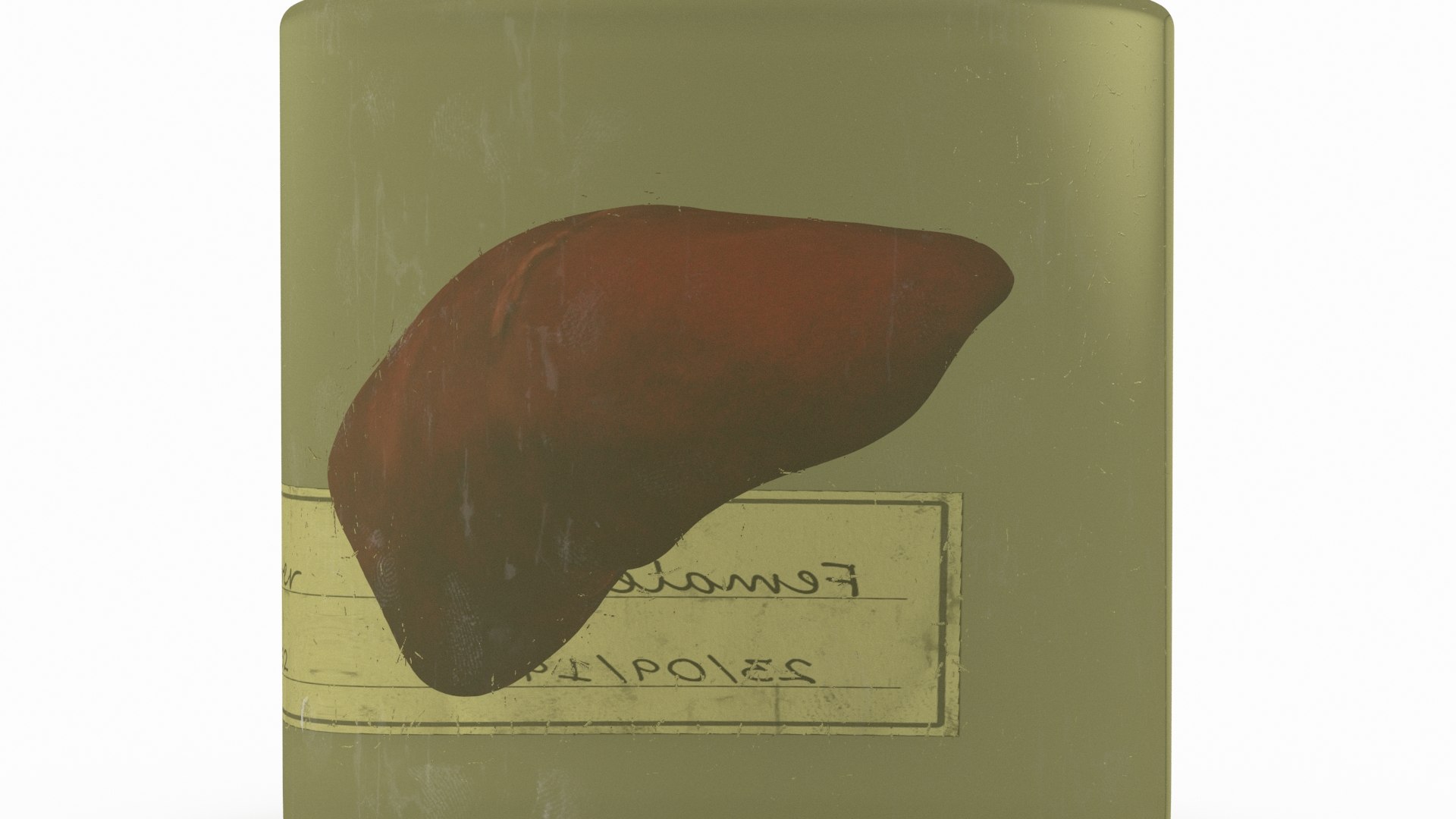 3D Model Human Liver Organ In A Jar - TurboSquid 2259002