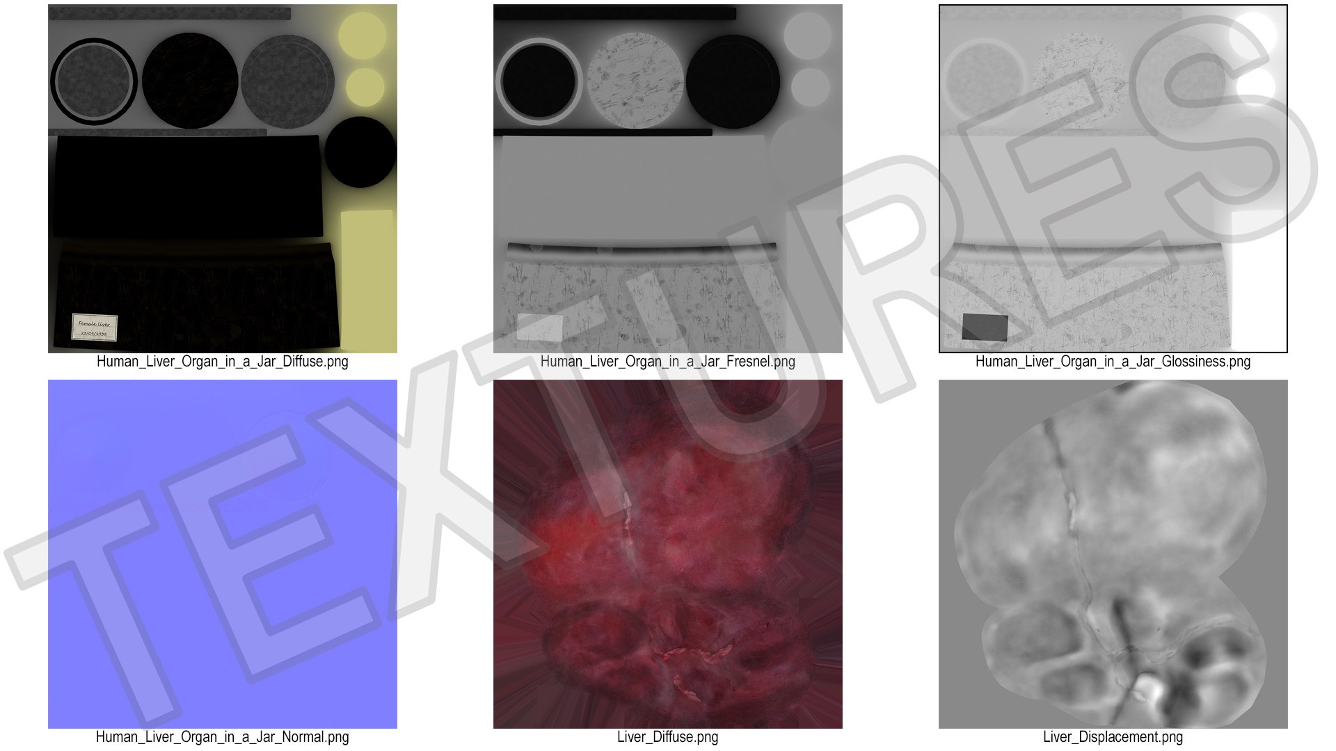 3D Model Human Liver Organ In A Jar - TurboSquid 2259002