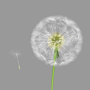Animated Dandelion 3D Models for Download | TurboSquid