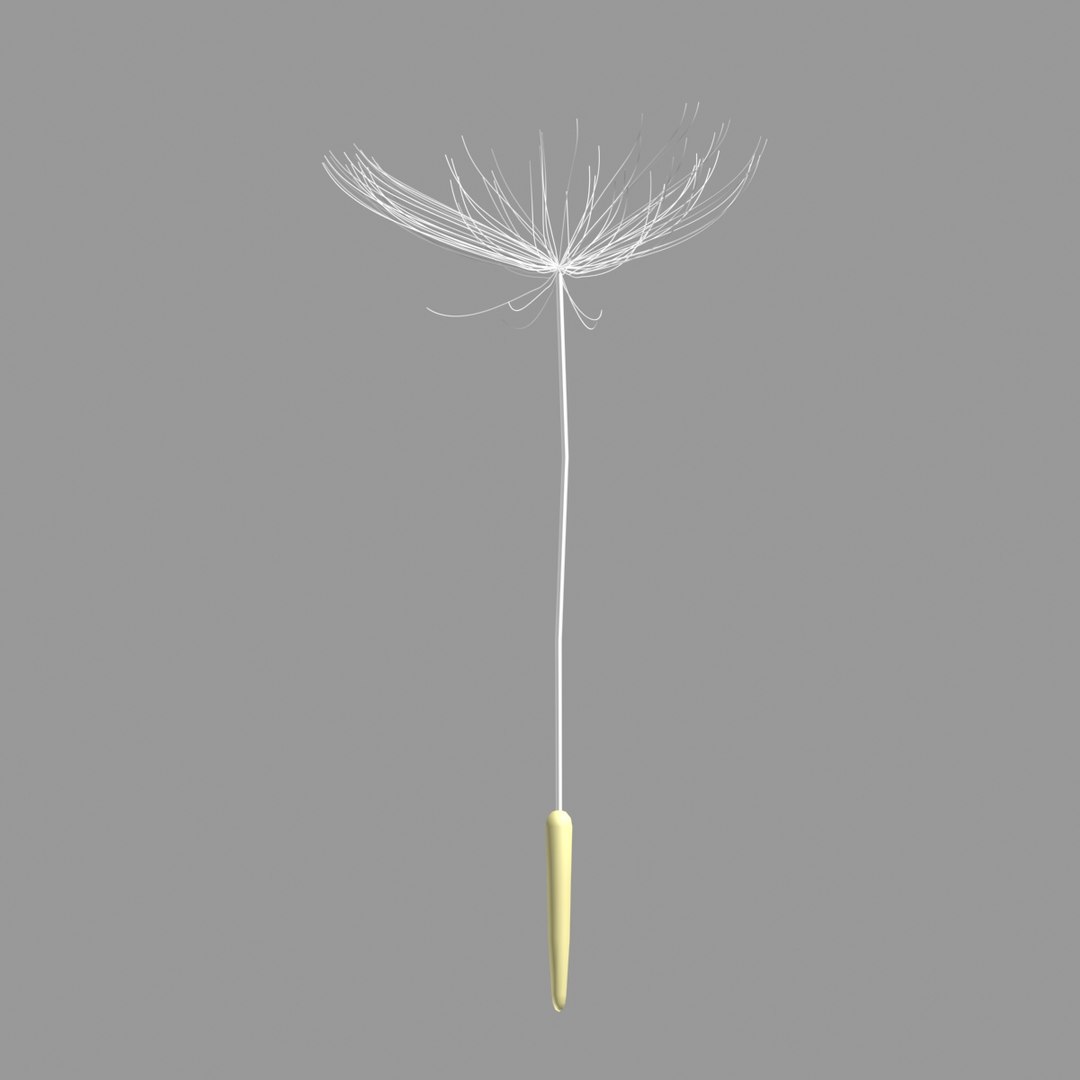 Dandelion 3D Model - TurboSquid 1274152