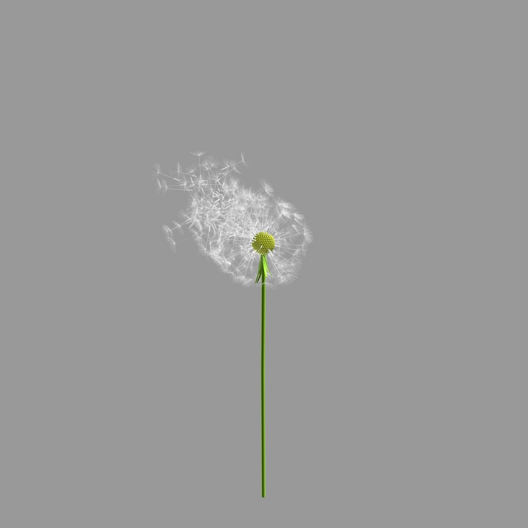 Dandelion 3D Model - TurboSquid 1274152