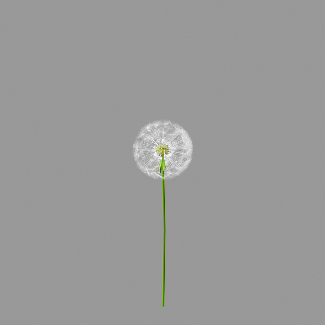 Dandelion 3D Model - TurboSquid 1274152