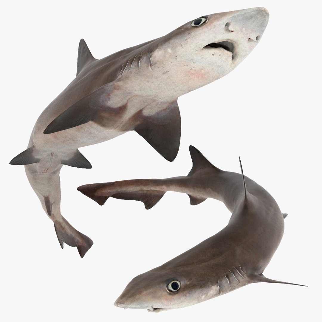 Rigged dogShark 3D model - TurboSquid 2009886