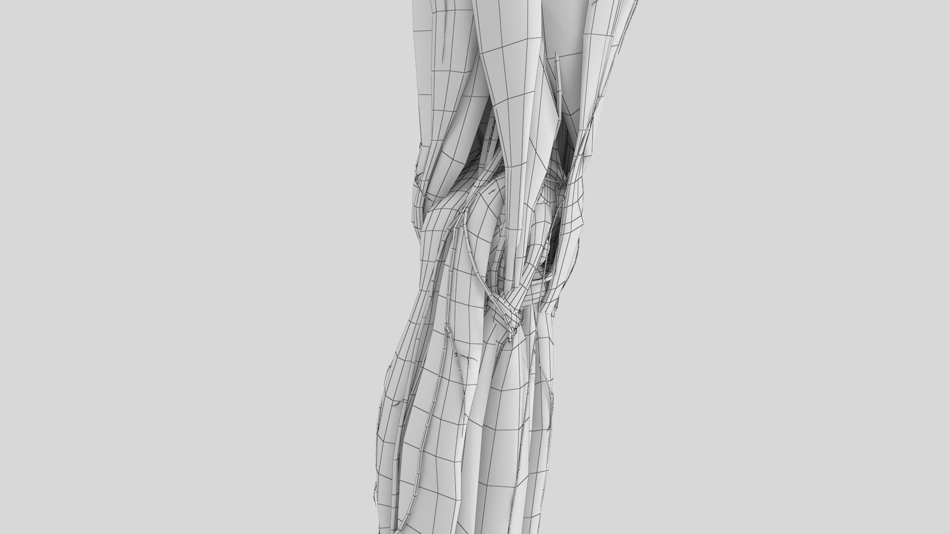 Complete anatomy lower leg model - TurboSquid 1438790