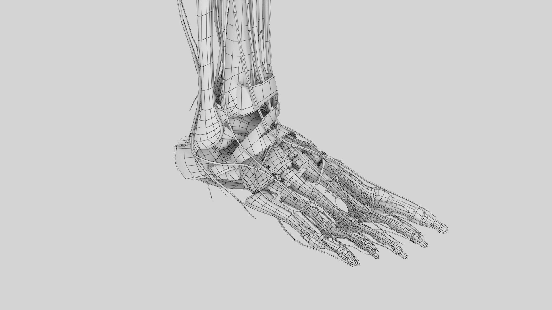 Complete anatomy lower leg model - TurboSquid 1438790