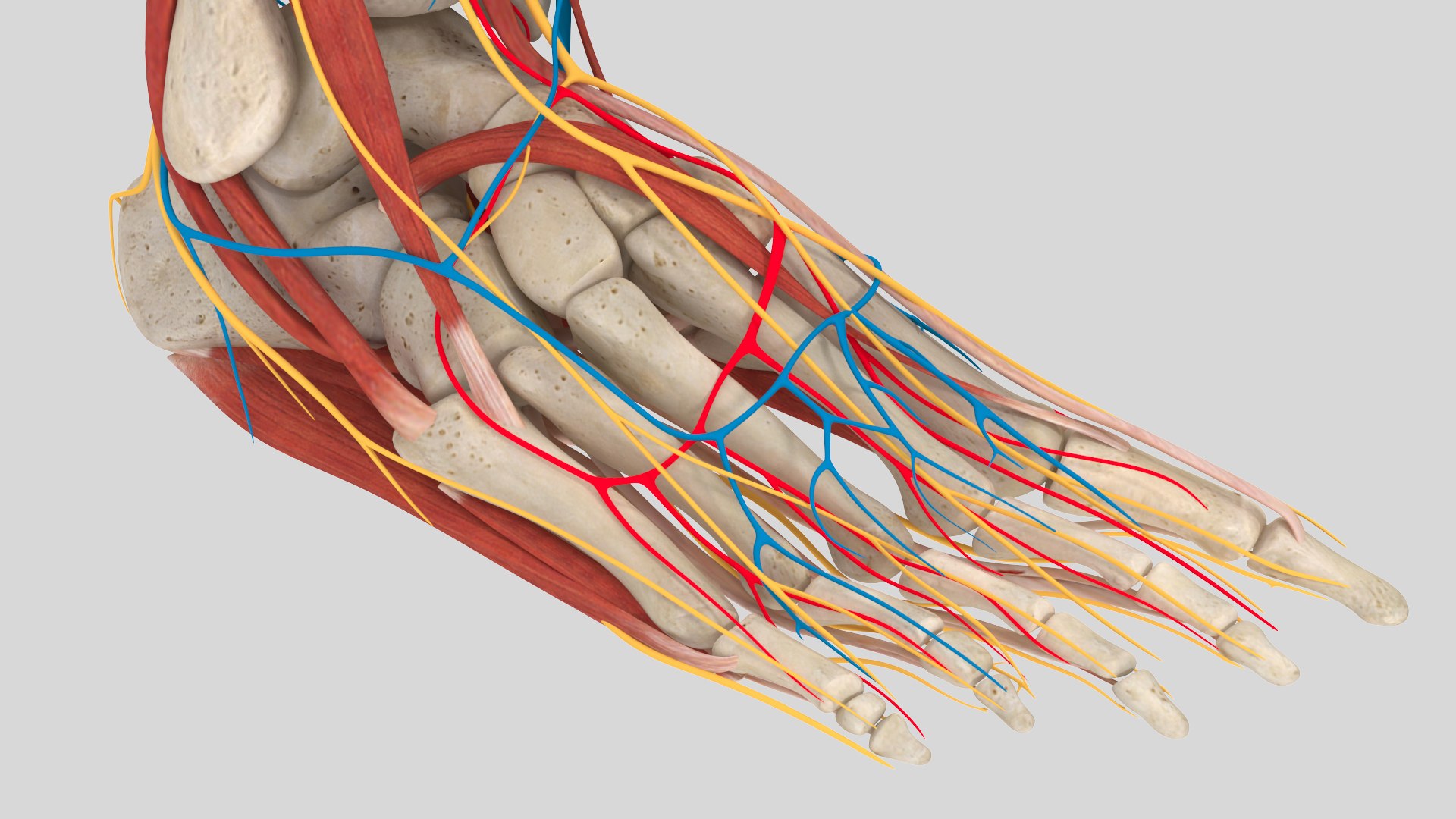 Complete Anatomy Lower Leg Model - TurboSquid 1438790