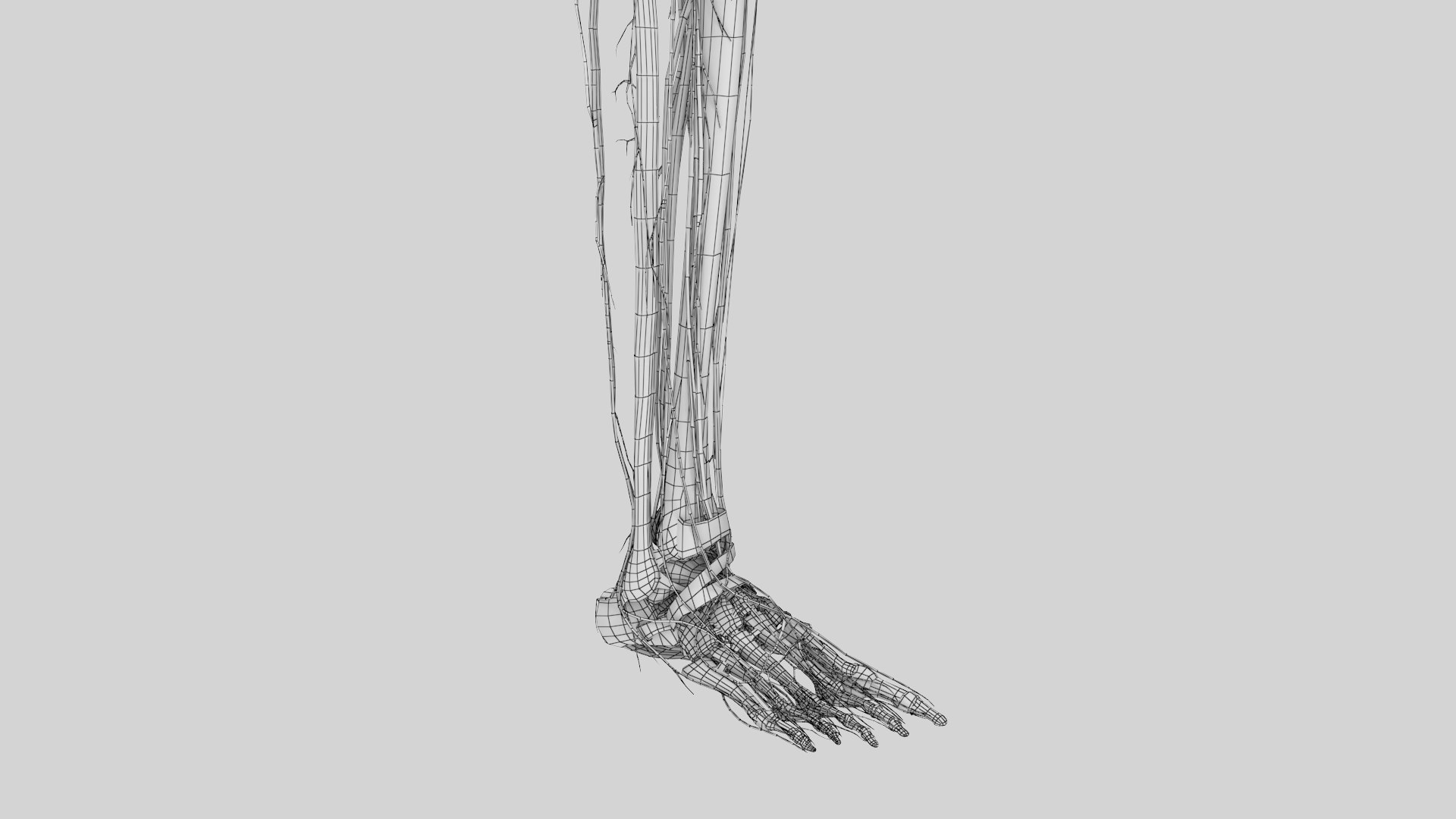 Complete anatomy lower leg model - TurboSquid 1438790