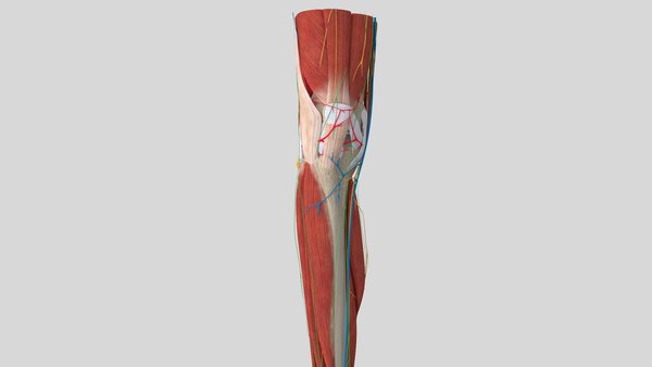 Complete anatomy lower leg model - TurboSquid 1438790