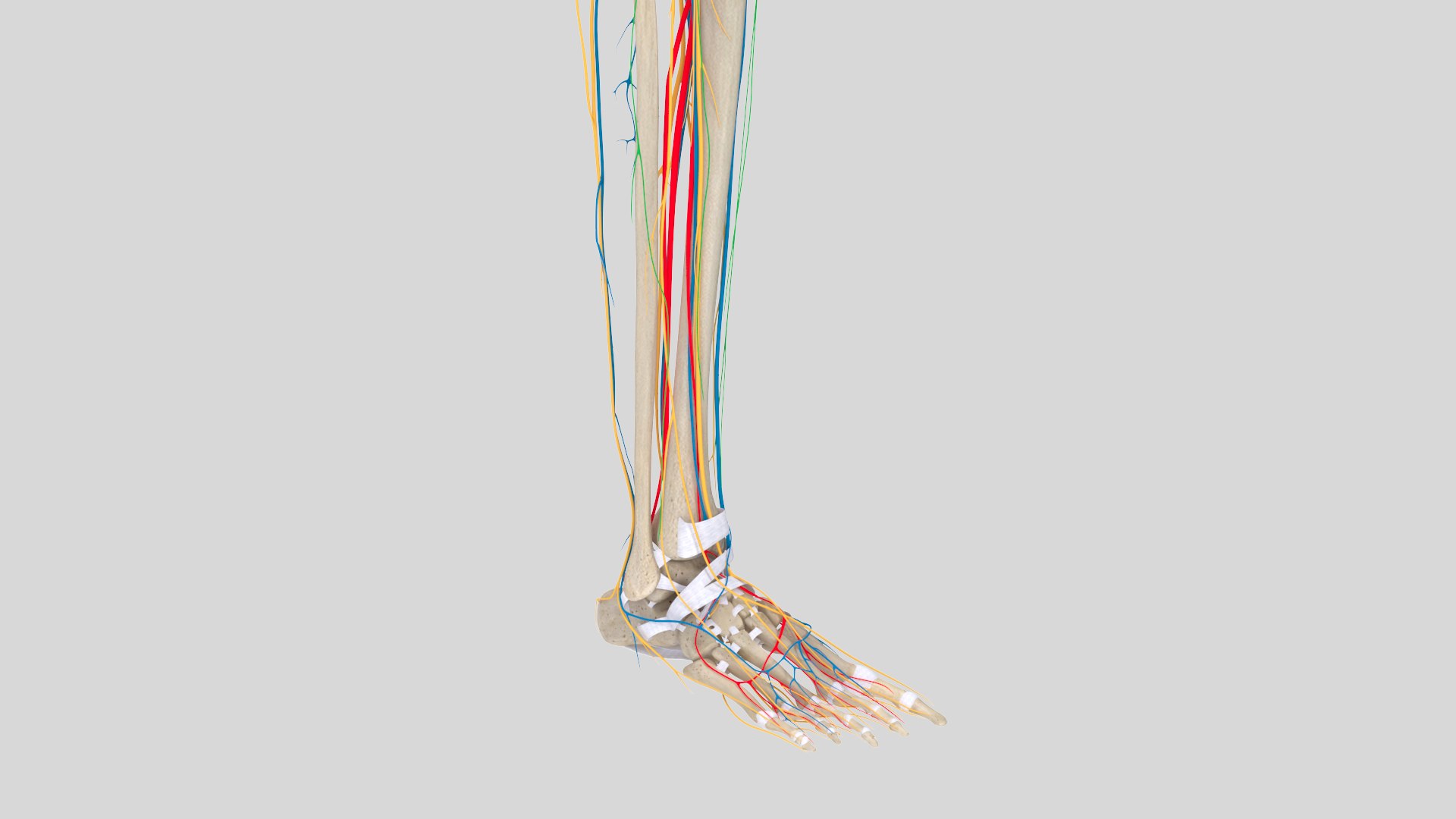 Complete Anatomy Lower Leg Model - TurboSquid 1438790