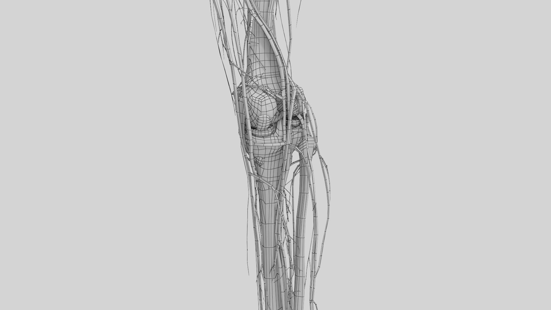 Complete anatomy lower leg model - TurboSquid 1438790