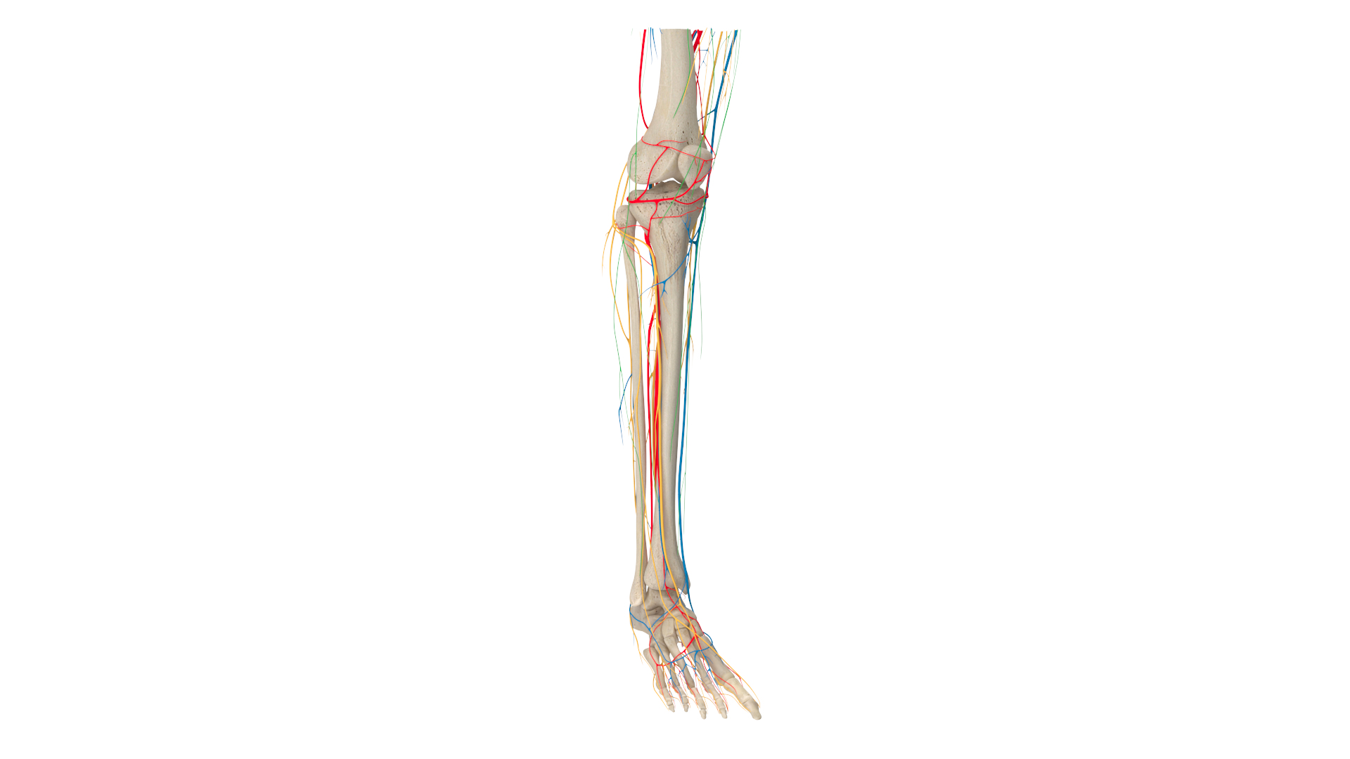 Complete Anatomy Lower Leg Model - TurboSquid 1438790