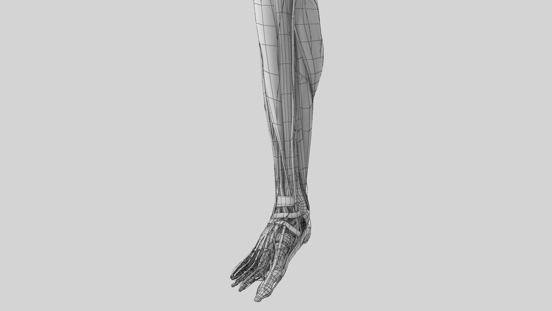 Complete anatomy lower leg model - TurboSquid 1438790