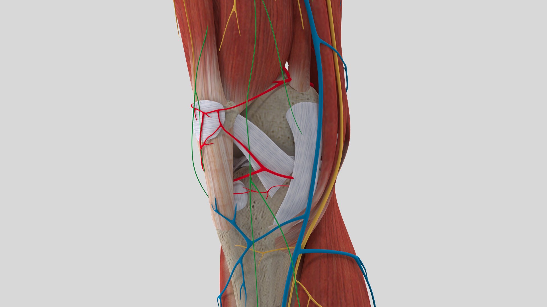 Complete Anatomy Lower Leg Model - TurboSquid 1438790