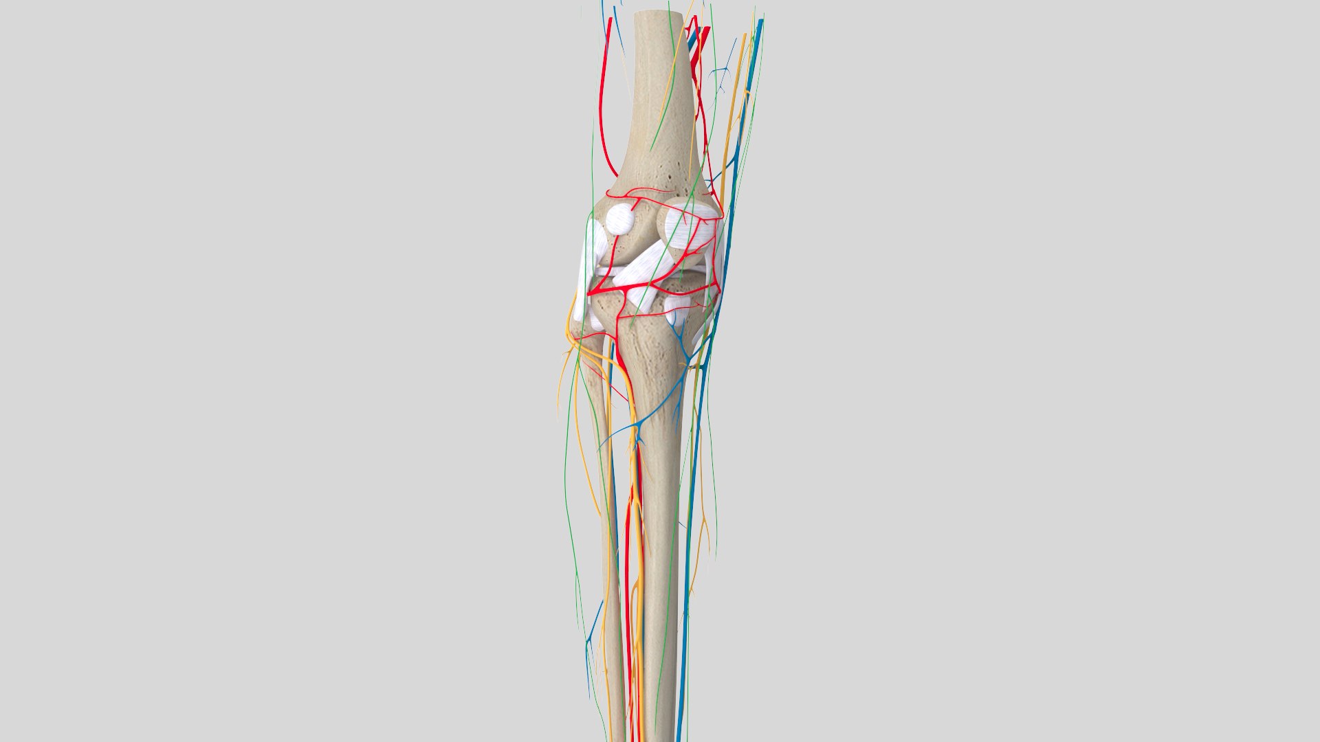 Complete Anatomy Lower Leg Model - TurboSquid 1438790