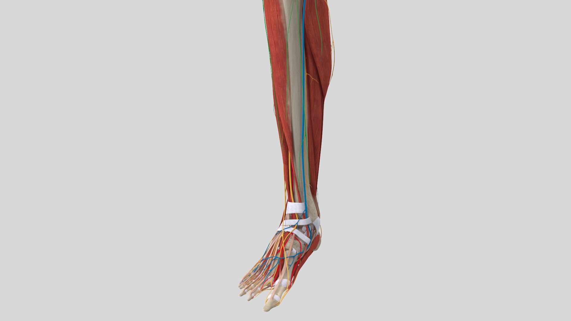 Complete Anatomy Lower Leg Model - TurboSquid 1438790
