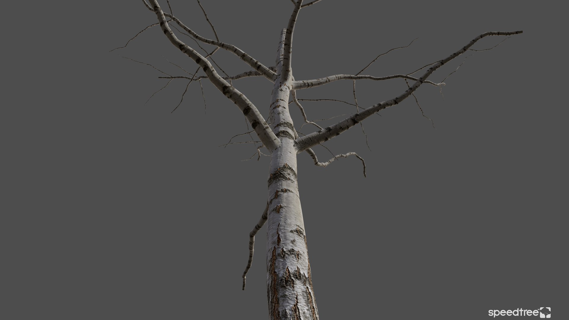 3D Model Birch Tree PBR Tiled Textures 8K - TurboSquid 2419319