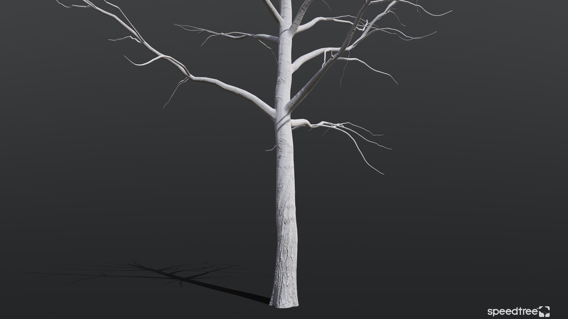 3D Model Birch Tree PBR Tiled Textures 8K - TurboSquid 2419319