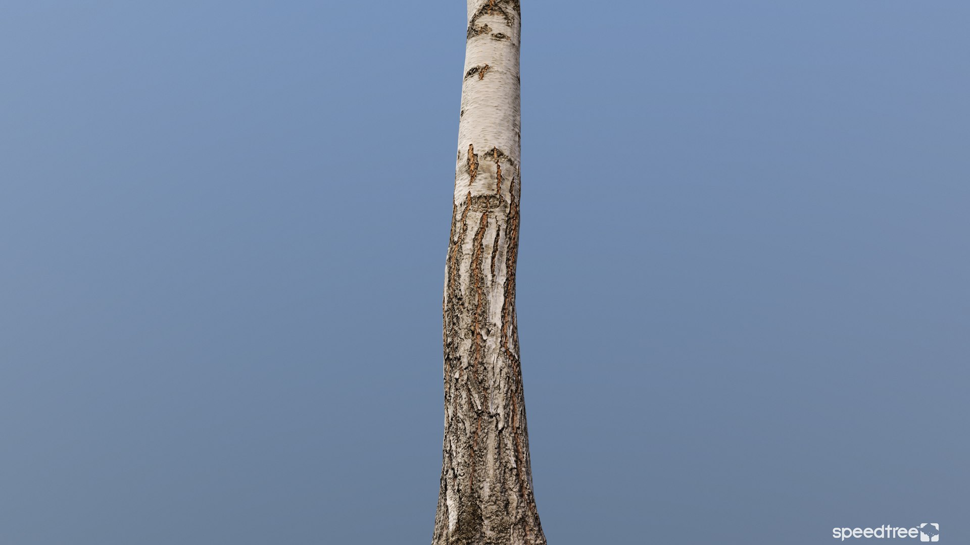 3D Model Birch Tree PBR Tiled Textures 8K - TurboSquid 2419319