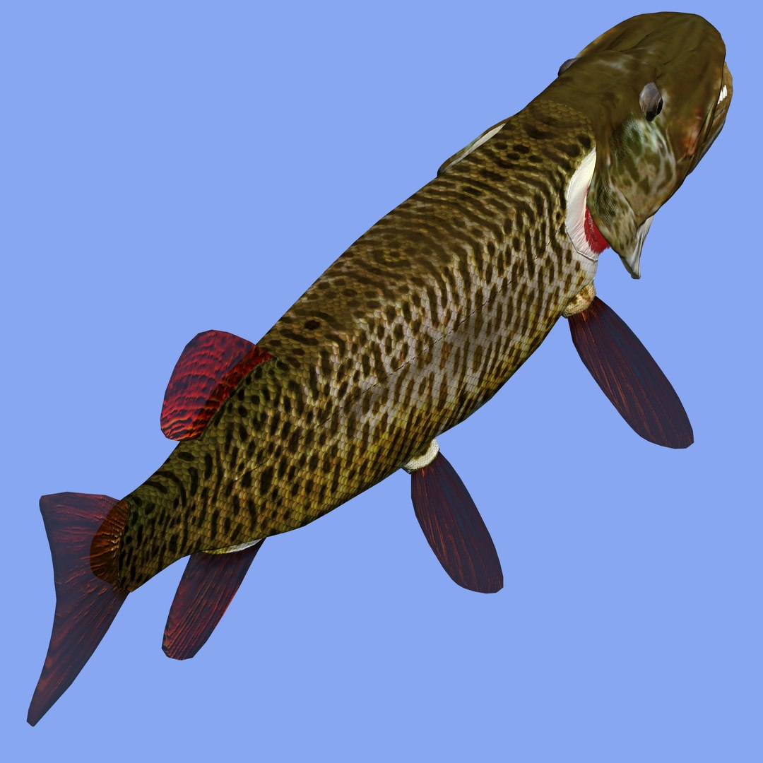 3d max muskie