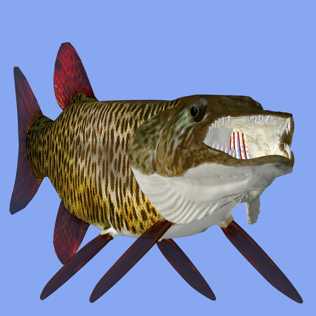 3d max muskie