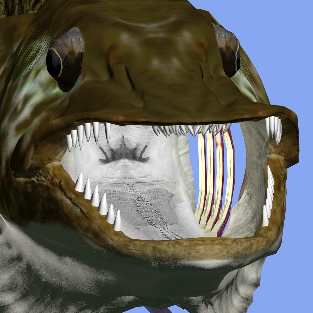 3d max muskie