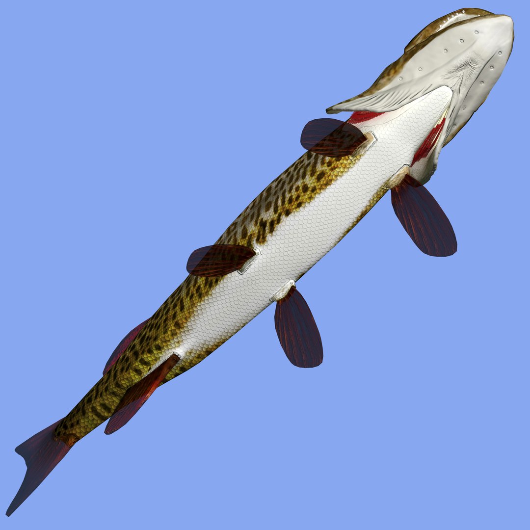 3d max muskie