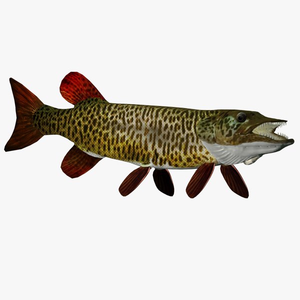 3D модель Muskie - TurboSquid 864884