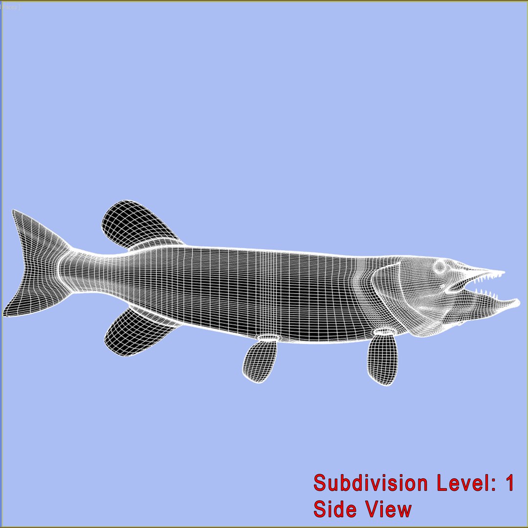 3d max muskie