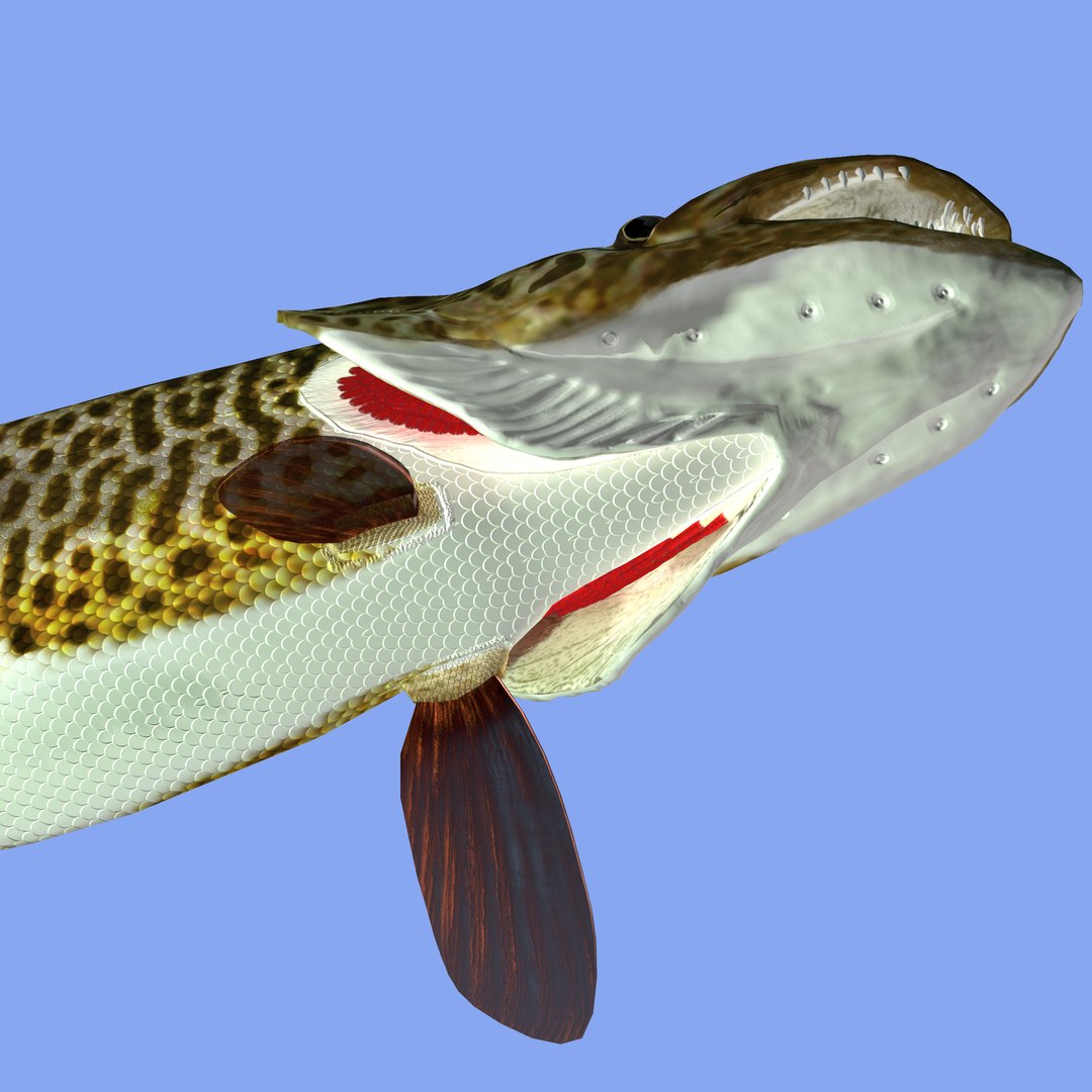 3d max muskie