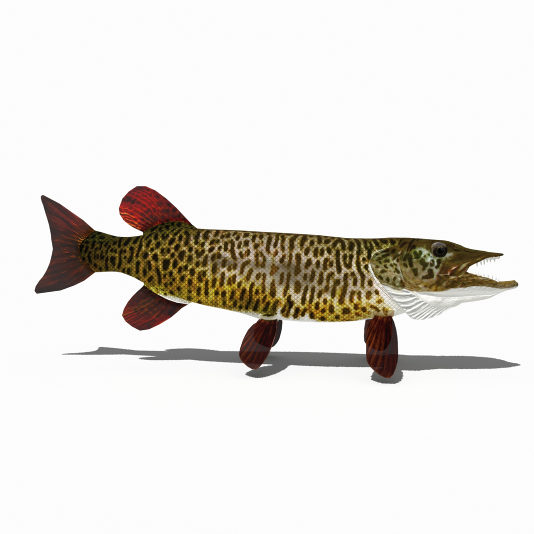 3d max muskie