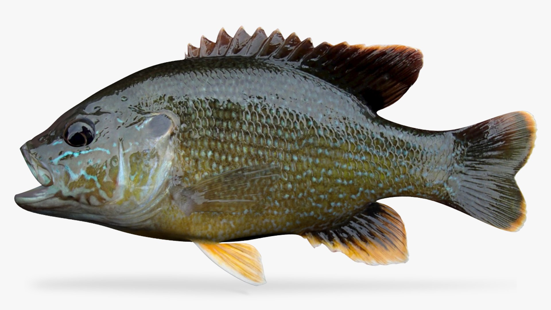 Green Sunfish 3D Model - TurboSquid 1167011