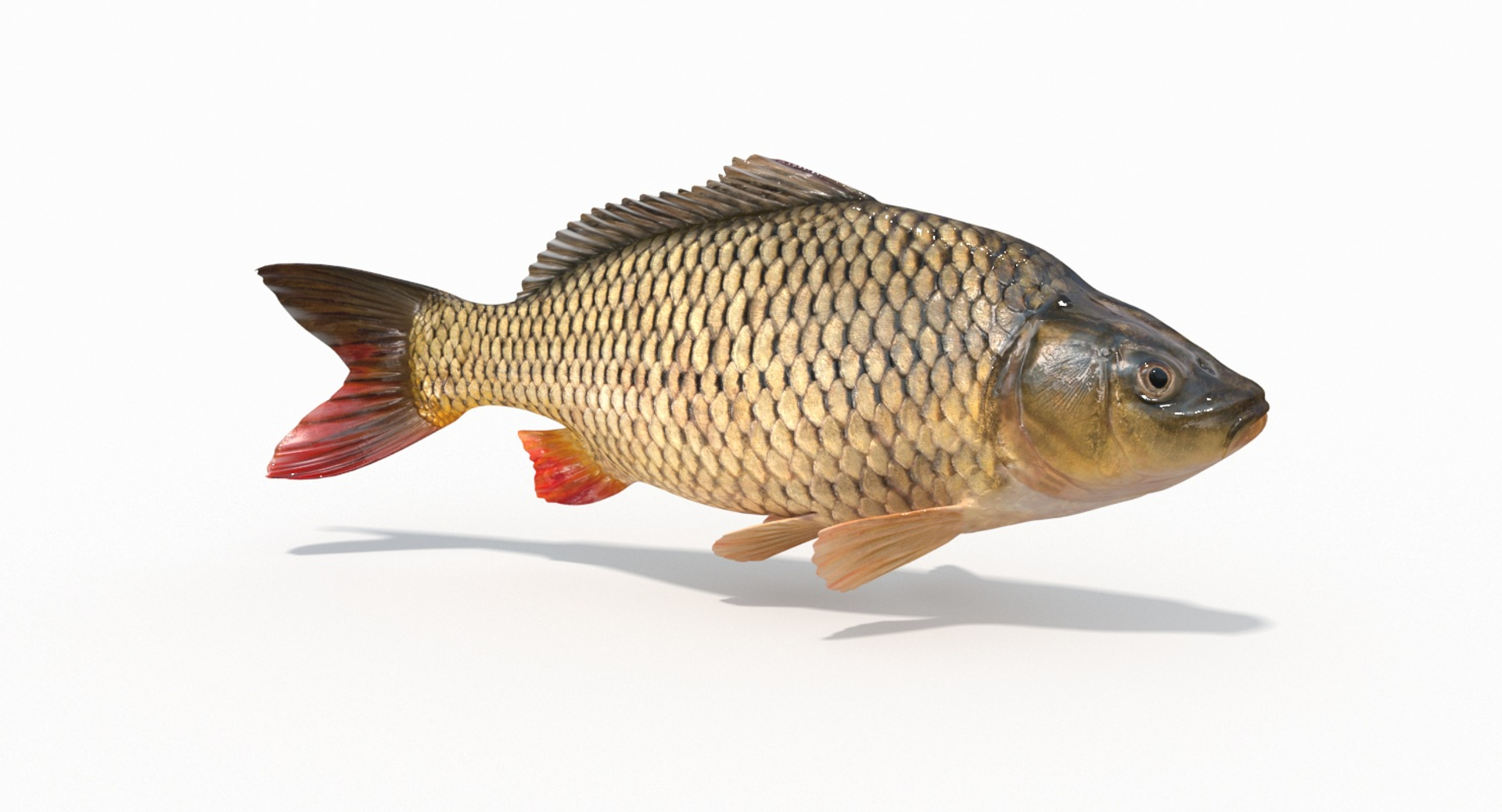 3D European Carp Animation - TurboSquid 1327226
