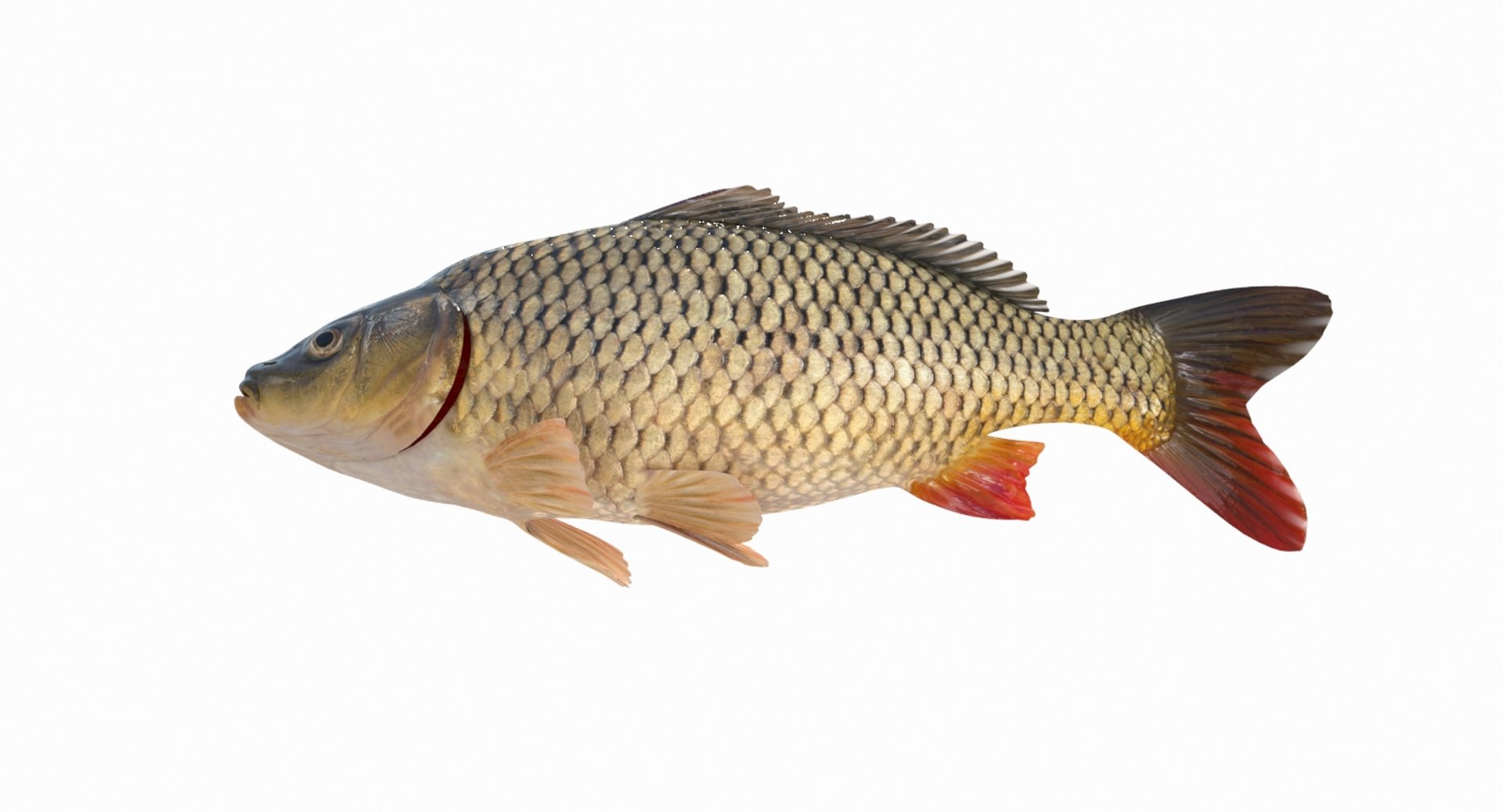 3D European Carp Animation - TurboSquid 1327226