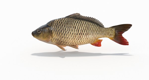 3D european carp animation - TurboSquid 1327226