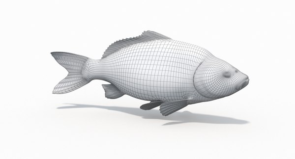3D european carp animation - TurboSquid 1327226