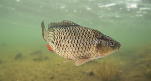 3D european carp animation - TurboSquid 1327226