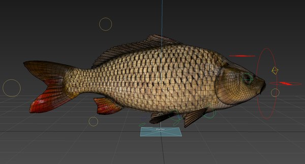 3D european carp animation - TurboSquid 1327226