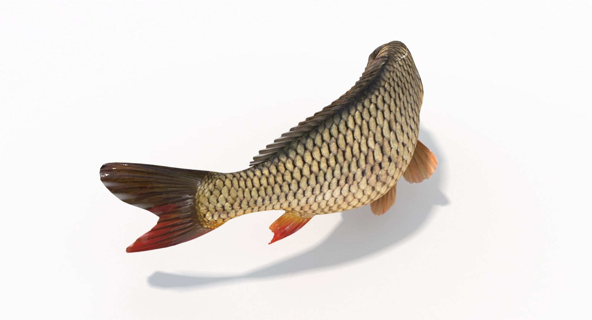 3D European Carp Animation - TurboSquid 1327226
