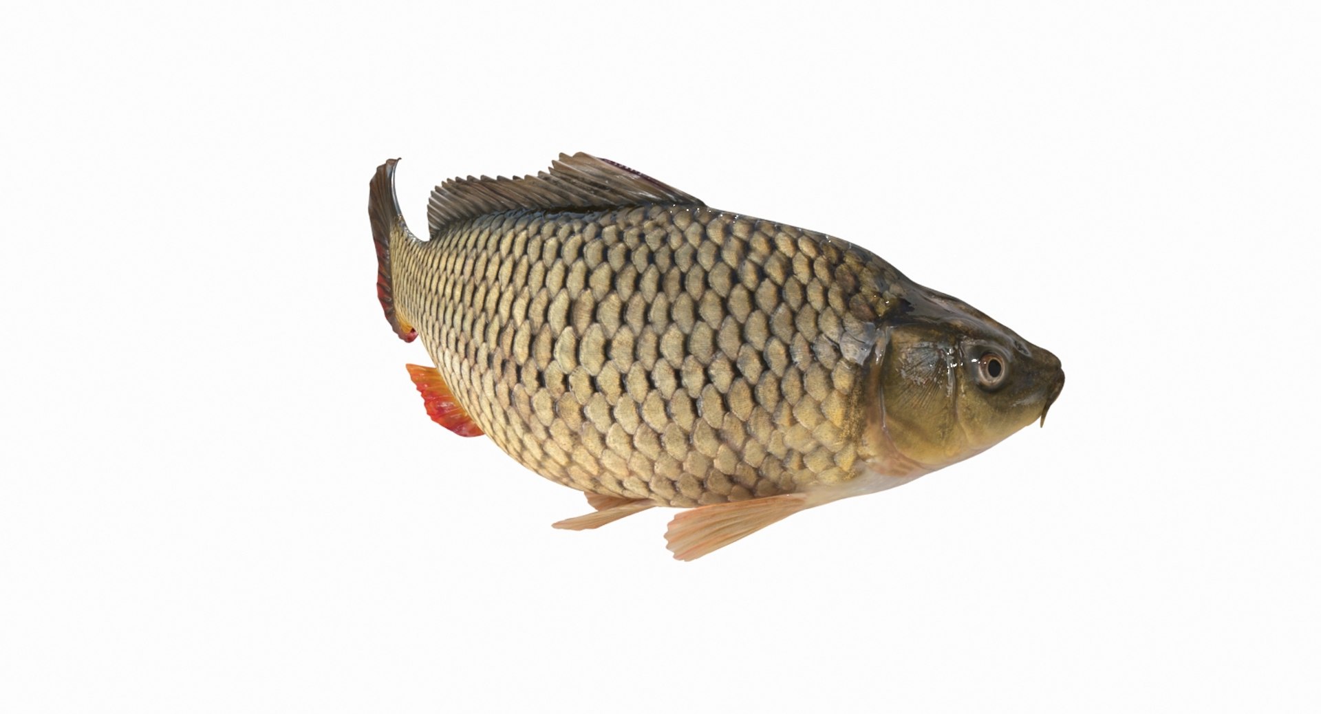 3D European Carp Animation - TurboSquid 1327226