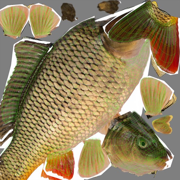 3D european carp animation - TurboSquid 1327226